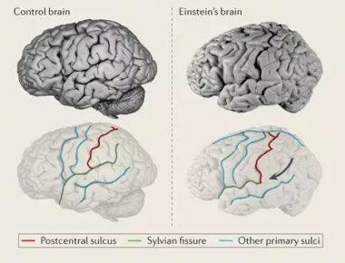 The Strange Story of Albert Einstein’s Brain After Death & The Key Findings