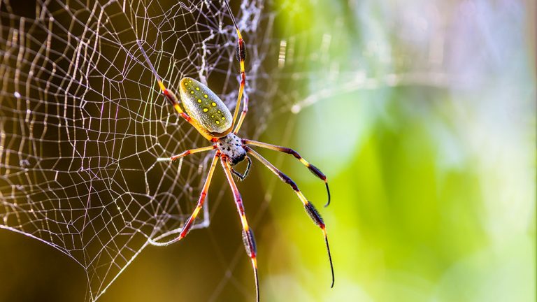 32 Mind-Blowing Facts about Spiders You Need to Know