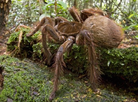 32 Mind-Blowing Facts about Spiders You Need to Know