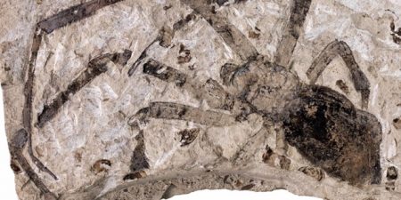 32 Mind-Blowing Facts about Spiders You Need to Know