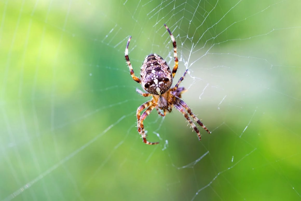 32 Mind-Blowing Facts about Spiders You Need to Know