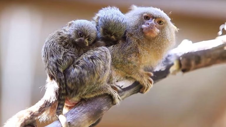Everything About Finger Monkey aka Pocket Monkey (Pygmy Marmoset)