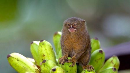 Everything About Finger Monkey aka Pocket Monkey (Pygmy Marmoset)