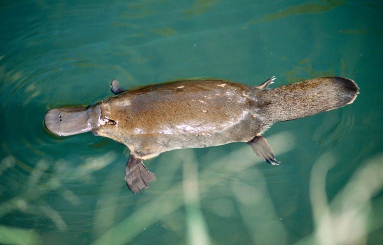 12 Fascinating Facts About Platypus