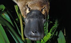 12 Fascinating Facts About Platypus